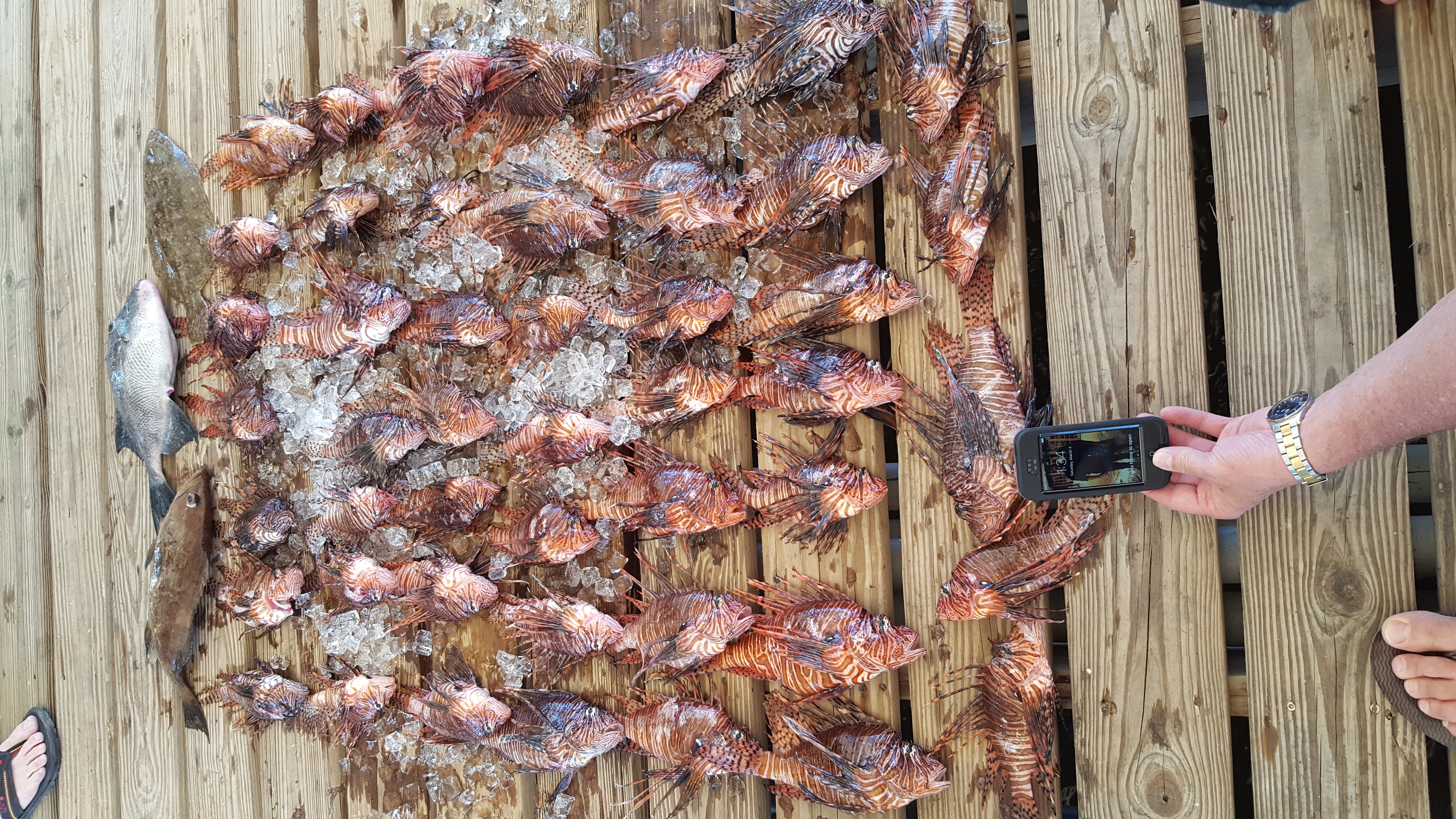 Lionfish Eradication Dives - Blue Water Escape