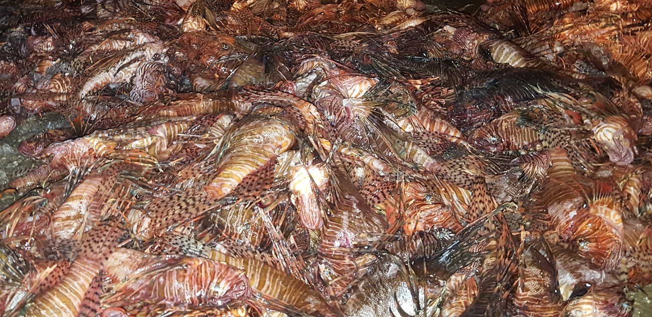 Lionfish - Blue Water Escape